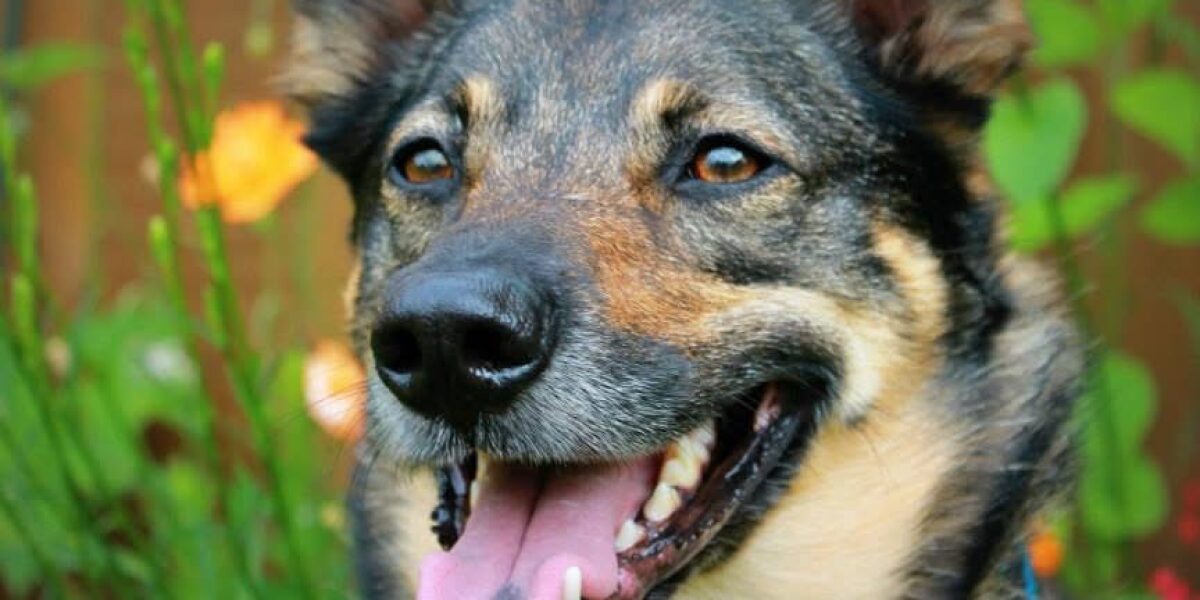 Cyndie Courneyea – BC SPCA Lock-In for Love