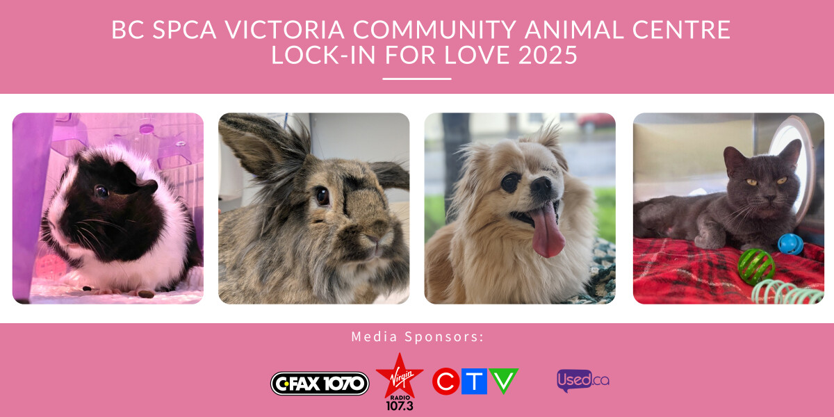 BC SPCA Victoria Community Animal Centre – BC SPCA Lock-In for Love