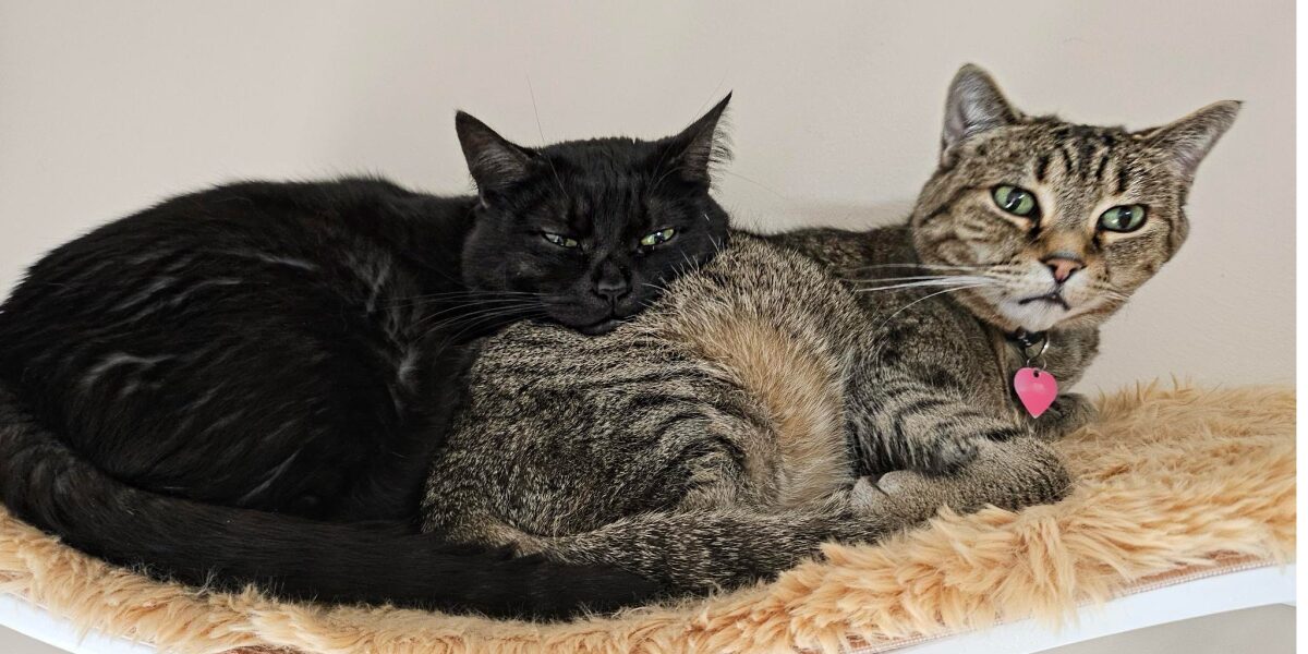 Maggie Ostrowski – BC SPCA Lock-In for Love